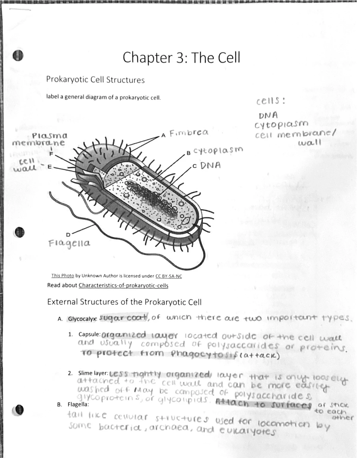 Microbiology Lab 3: Colony Morphology Procedures and Observations - Studocu