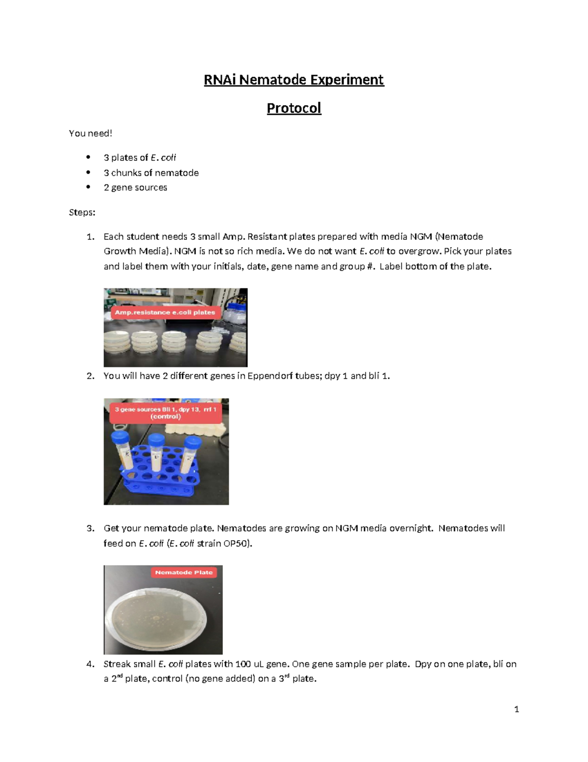 RNAi Nematode Experiment Protocol (BIO 101) - Studocu