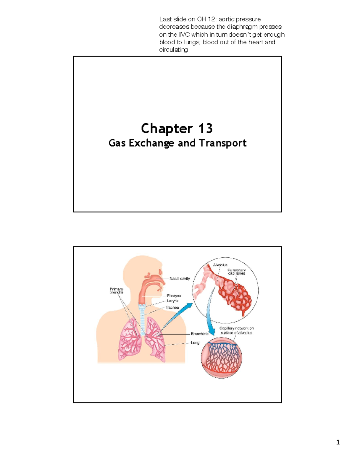 Physiology of Gas Exchange and Transport: CH 12 & 13 Overview - Studocu