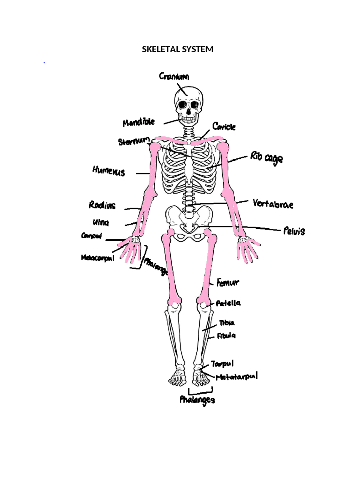 Body Systems Label - body - HEALT1111 - SKELETAL SYSTEM - Studocu