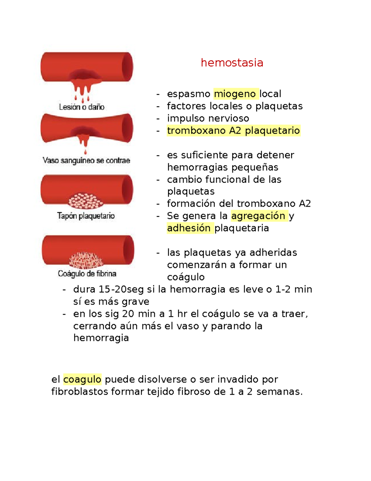 Hemostasia - Hemato - hemostasia espasmo miogeno local factores locales ...