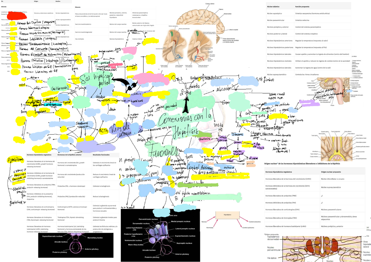 Resumen del Hipotálamo y sus Núcleos - Neuro C13 (Mapa Conceptual) - Studocu