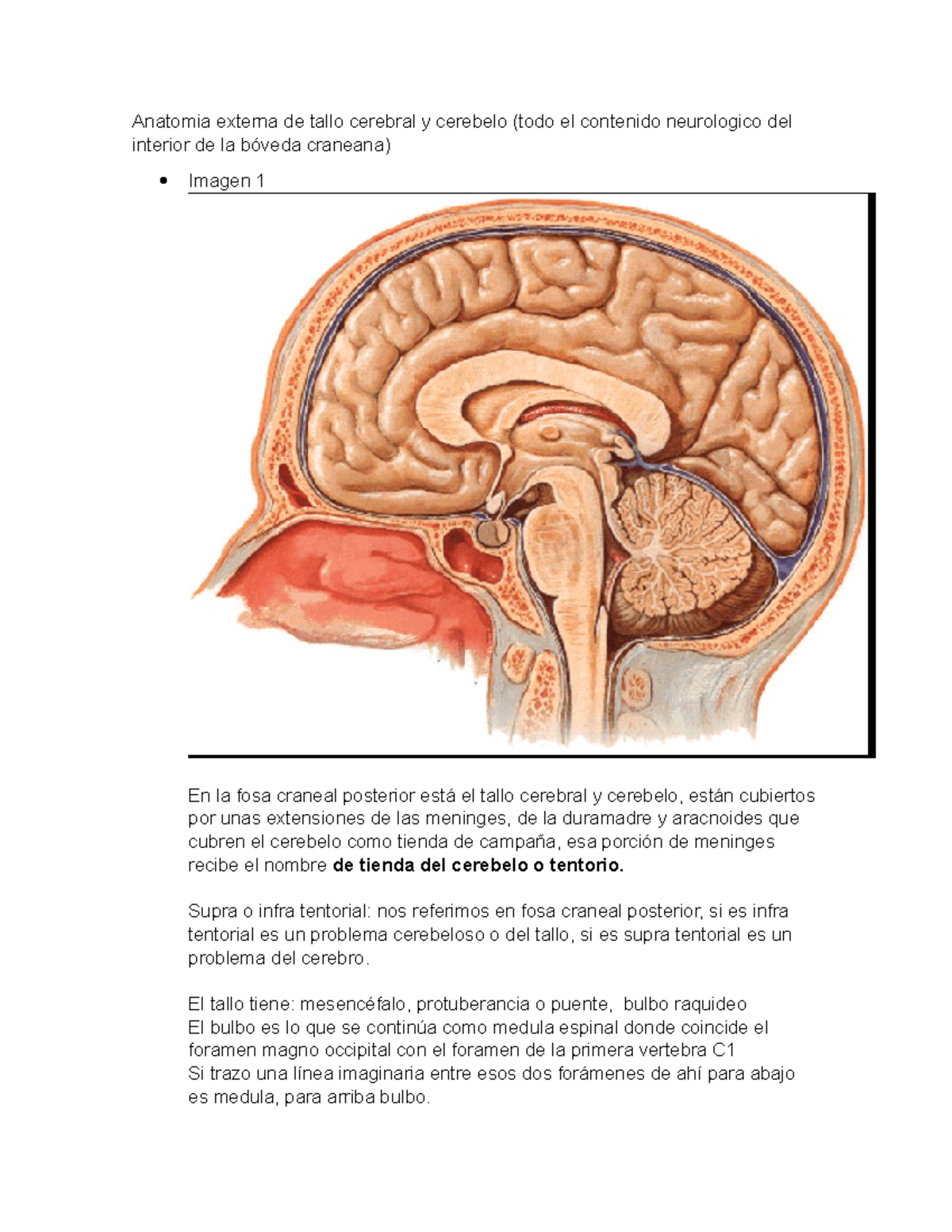 3.Anatomia externa de tallo cerebral y cerebelo - Supra o infra ...