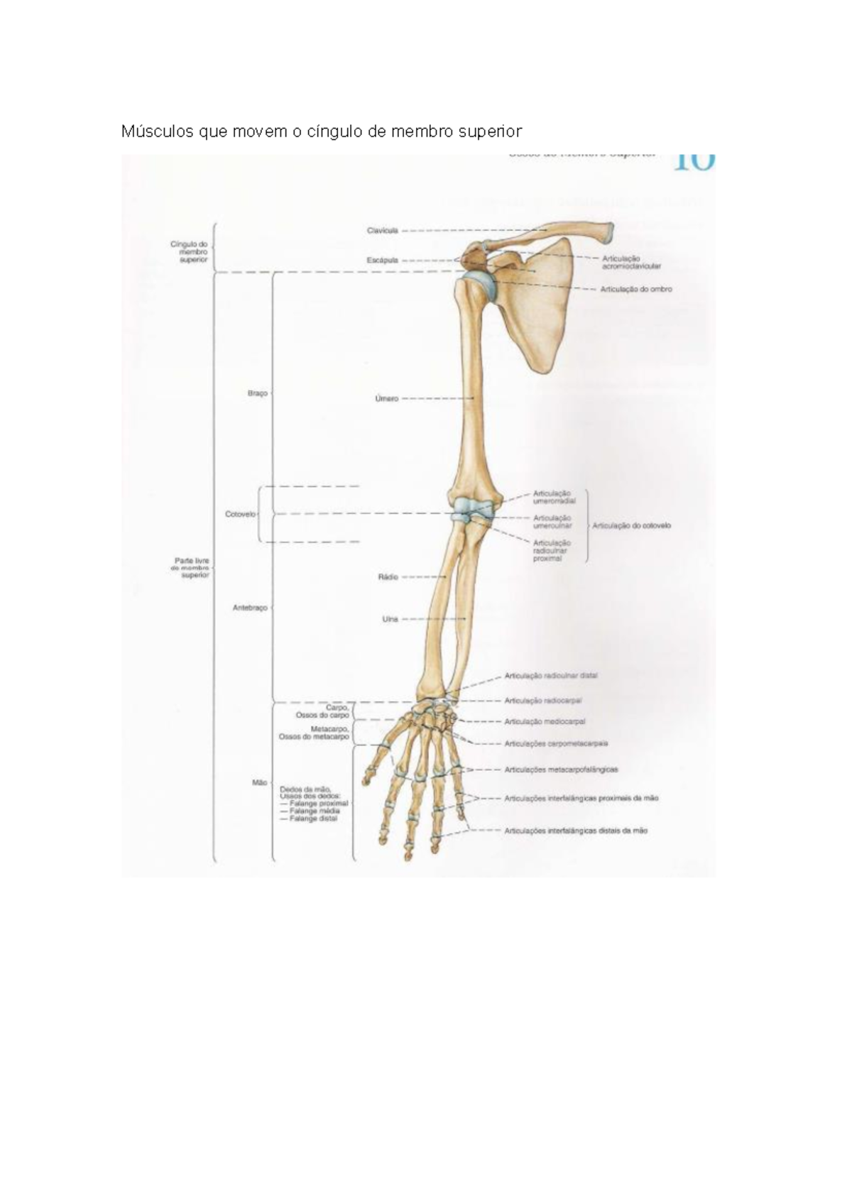Músculos do Cíngulo e Membro Superior - Anatomia Prova 2 - Studocu