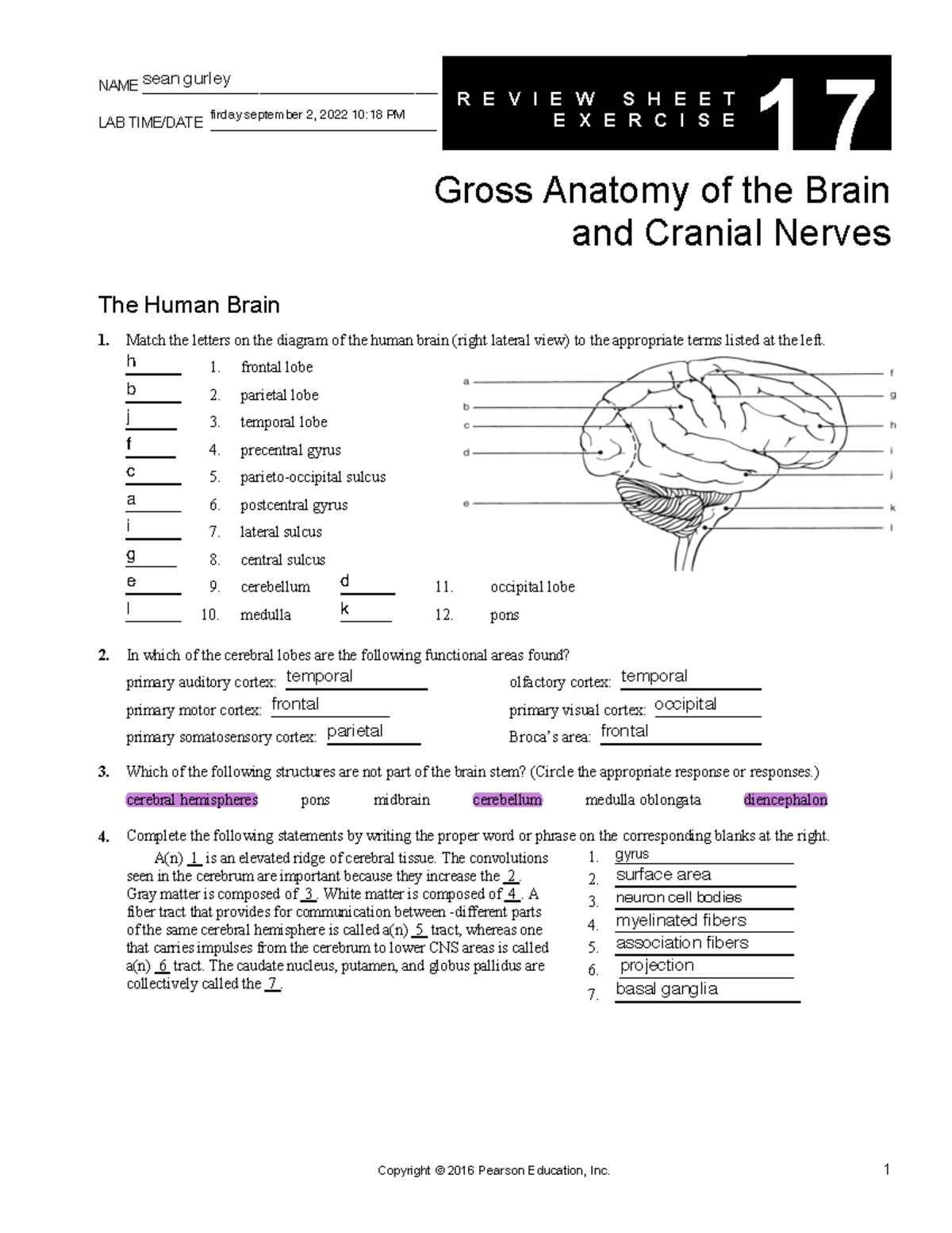 Lab 3-Gross Anatomy of the Brain - NAME ...