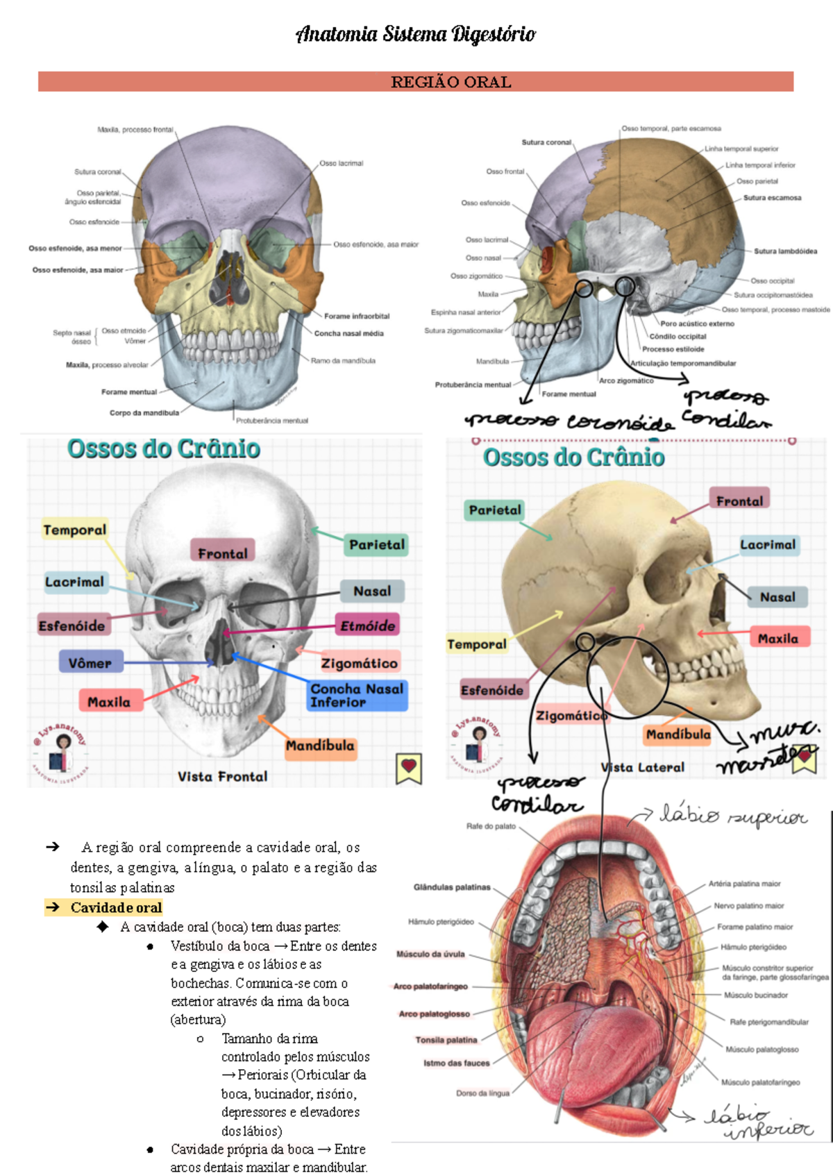 Anatomia Sistema Digestório - Anatomi Sistem Digestóri REGIÃO ORAL A ...