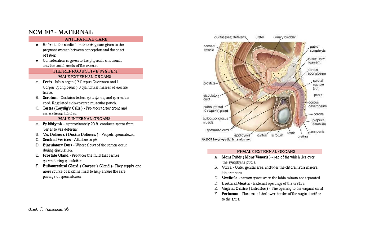 NCM 107 Maternal Antepartum Care and Reproductive Anatomy Overview ...