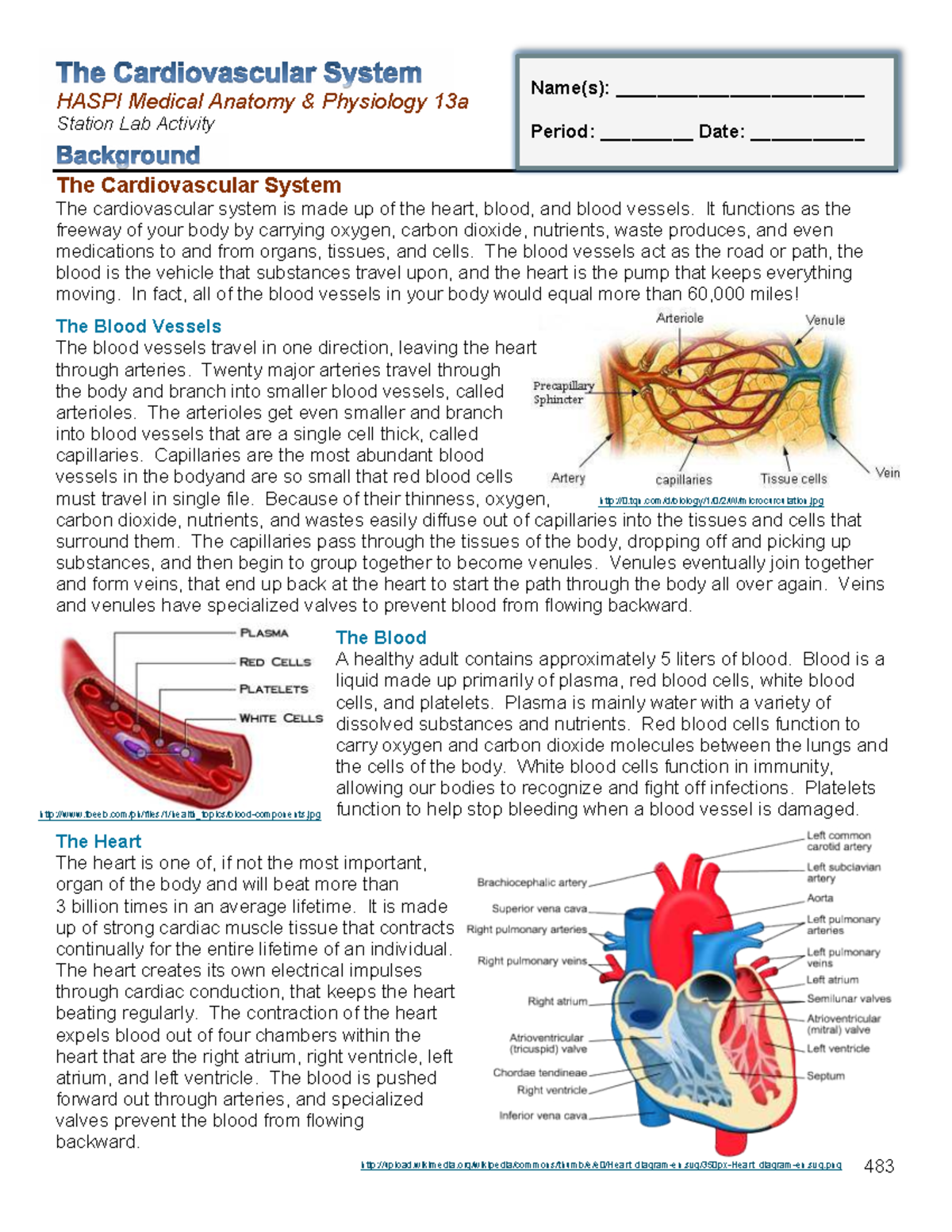 HASPI 13a Station Lab Activity: Understanding the Cardiovascular System ...