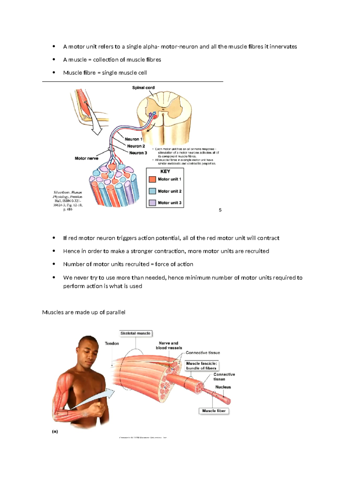 Human Phys 8 - Lecture 8: Skeletal Muscle Cellular Properties - Studocu