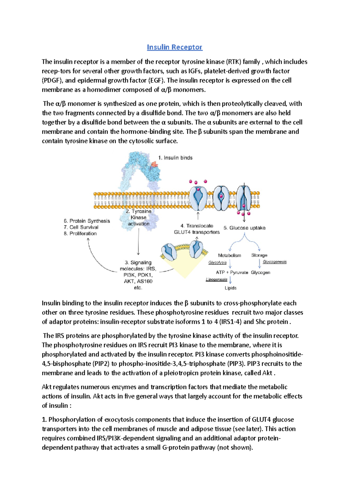 Insulin Receptor - Insulin Receptor The insulin receptor is a member of ...