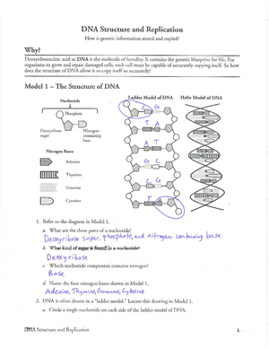 Unit 5 Study Guide Key - cell cycle notes - Unit 5 Study Guide on ...