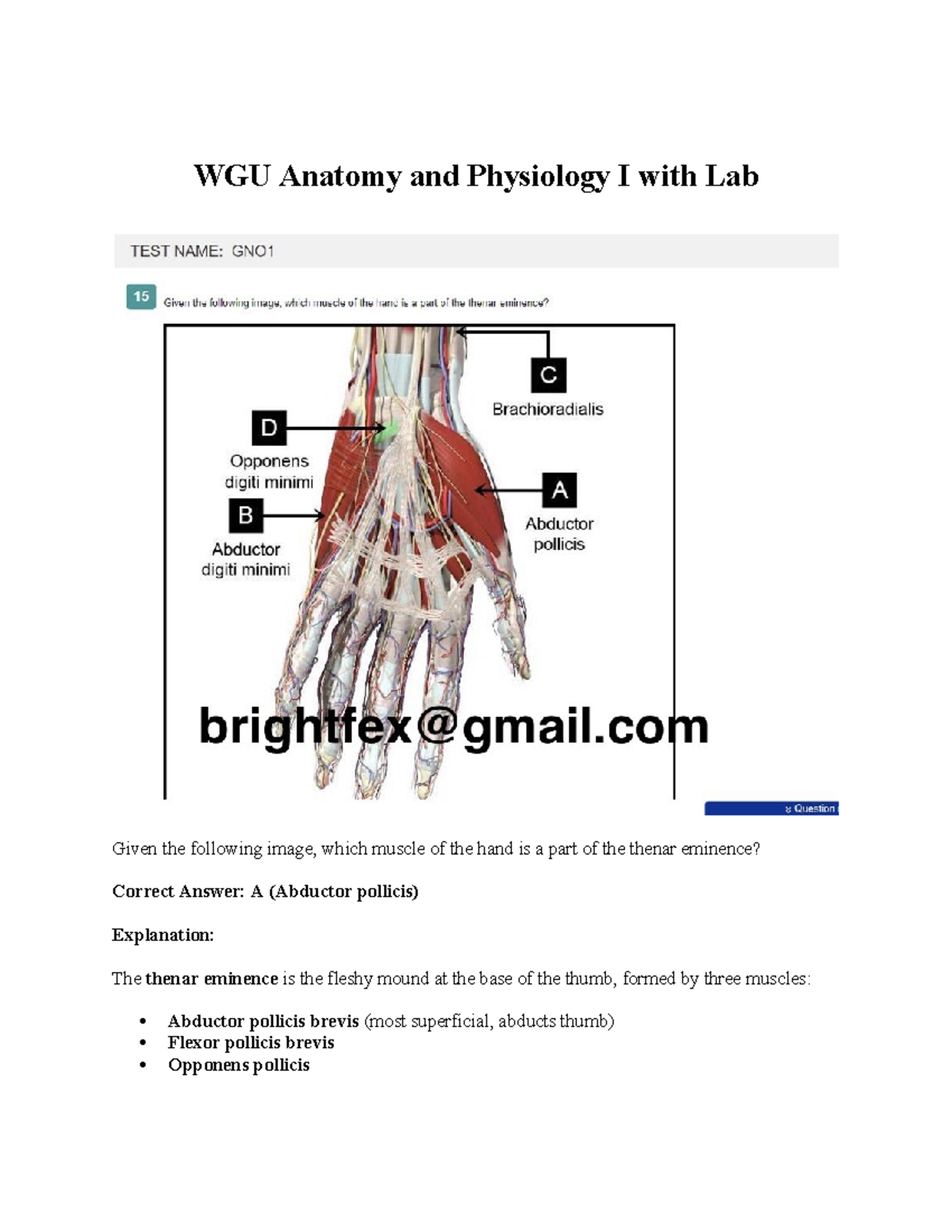 WGU Anatomy & Physiology I Lab: Muscle Identification Guide - Studocu