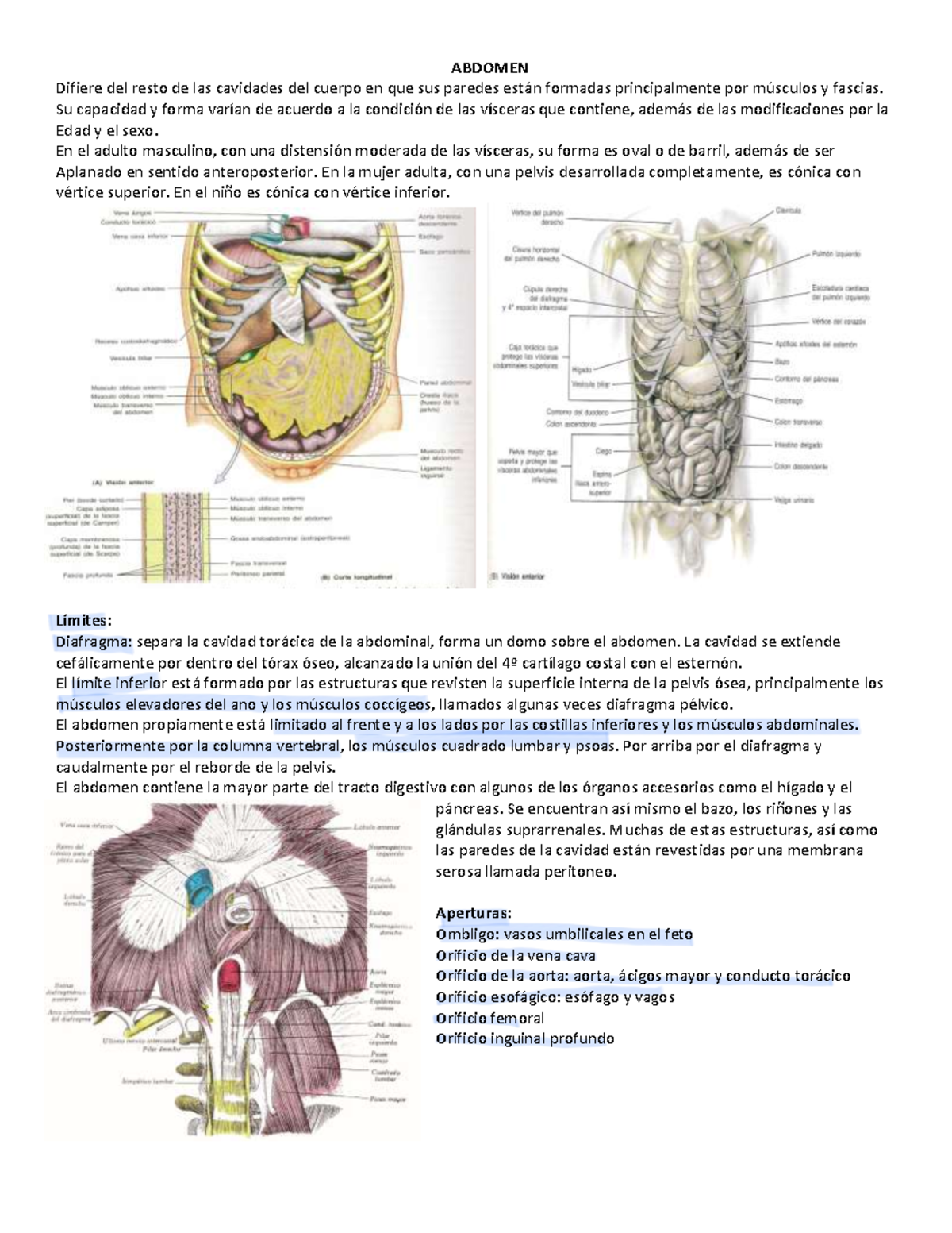 1 Antología adbomen 240917 203445 - ABDOMEN Difiere del resto de las ...