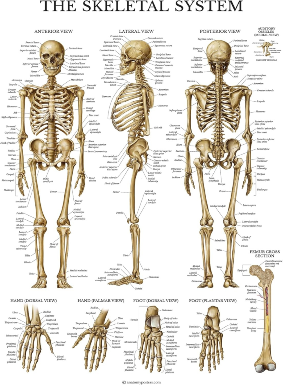 Skeletal System Anatomy Overview: Anterior, Lateral & Posterior Views ...