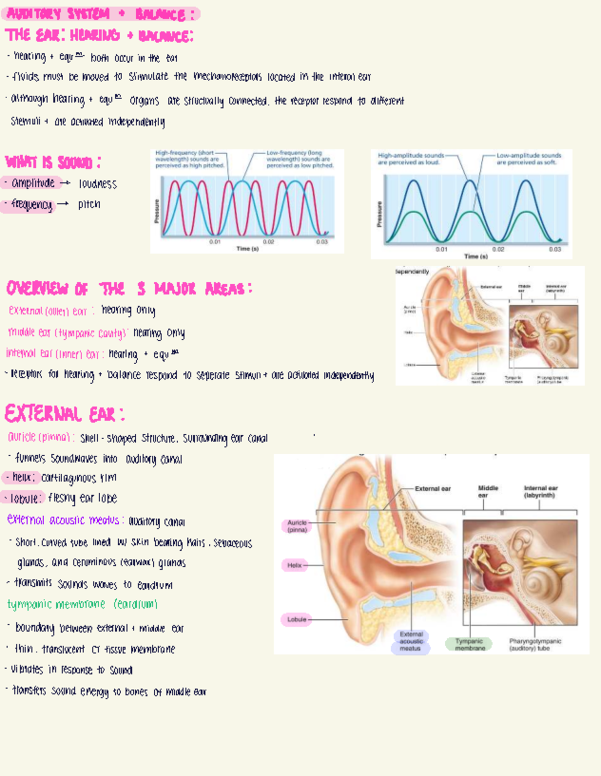 AUDITORY AND BALANCE SYSTEMS: ANATOMY AND FUNCTION NOTES - Studocu