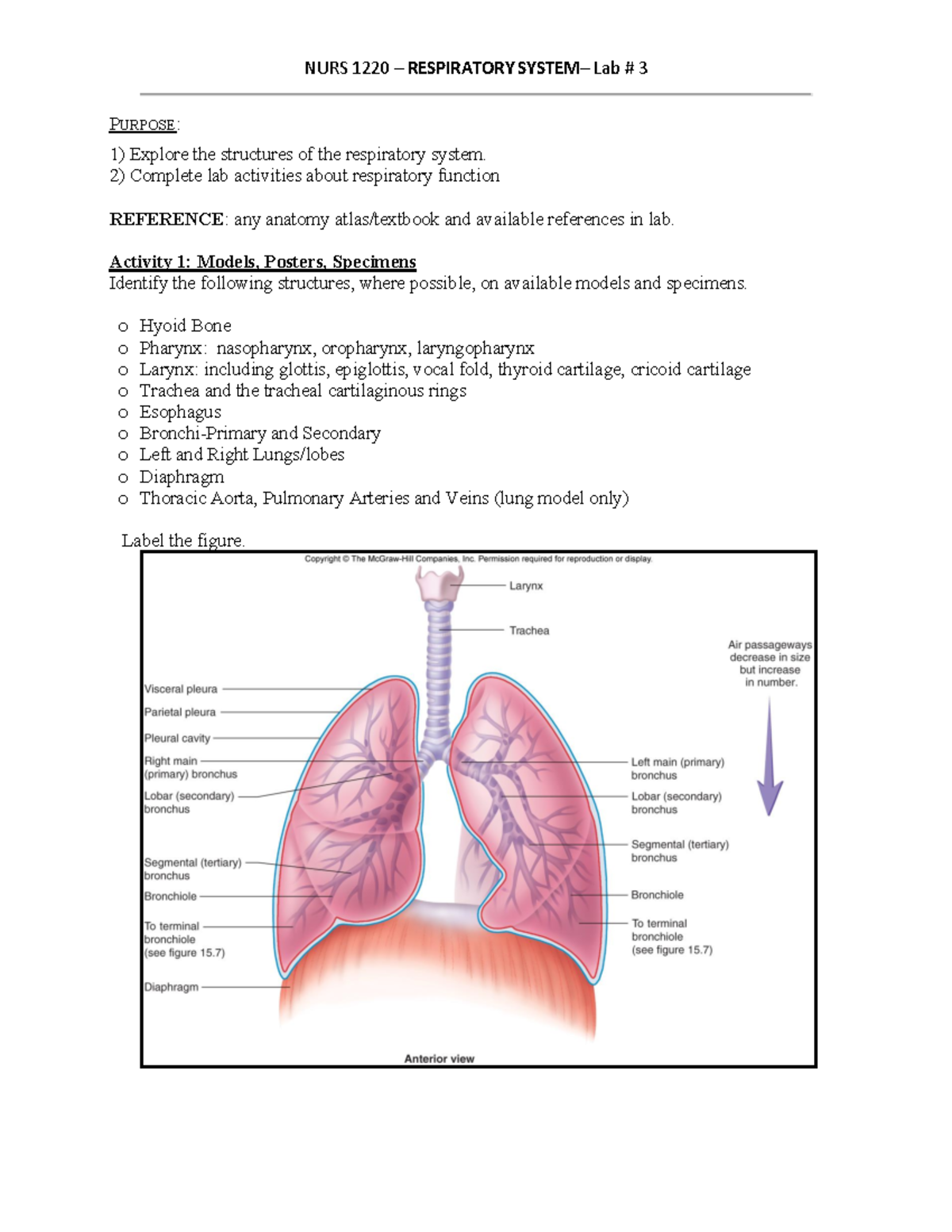 NURS 1220 - Lab 3: Respiratory System Exploration & Spirometry Activities - Studocu