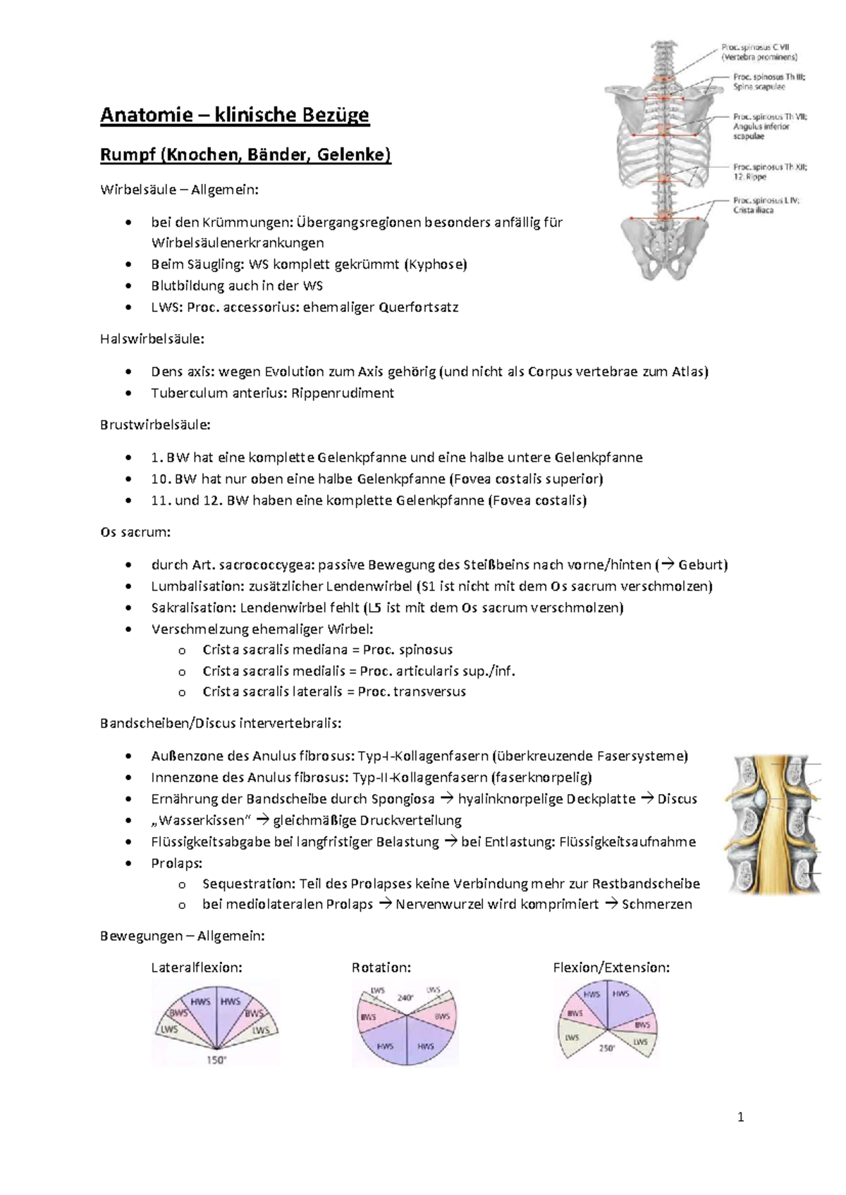 Anatomie klinische Bezüge: Rumpf und Extremitäten (Knochen, Bänder ...