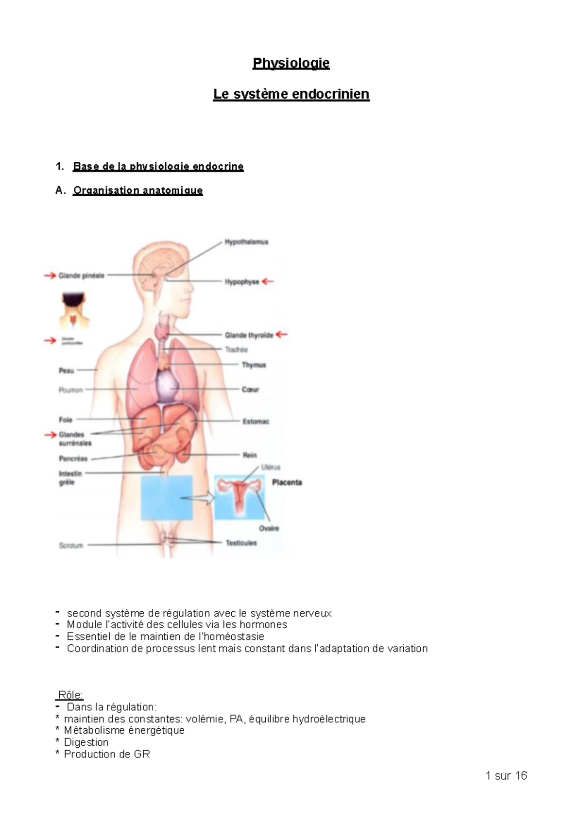 Physiologie du Système Endocrinien : Bases et Hormones (BIO202) - Studocu