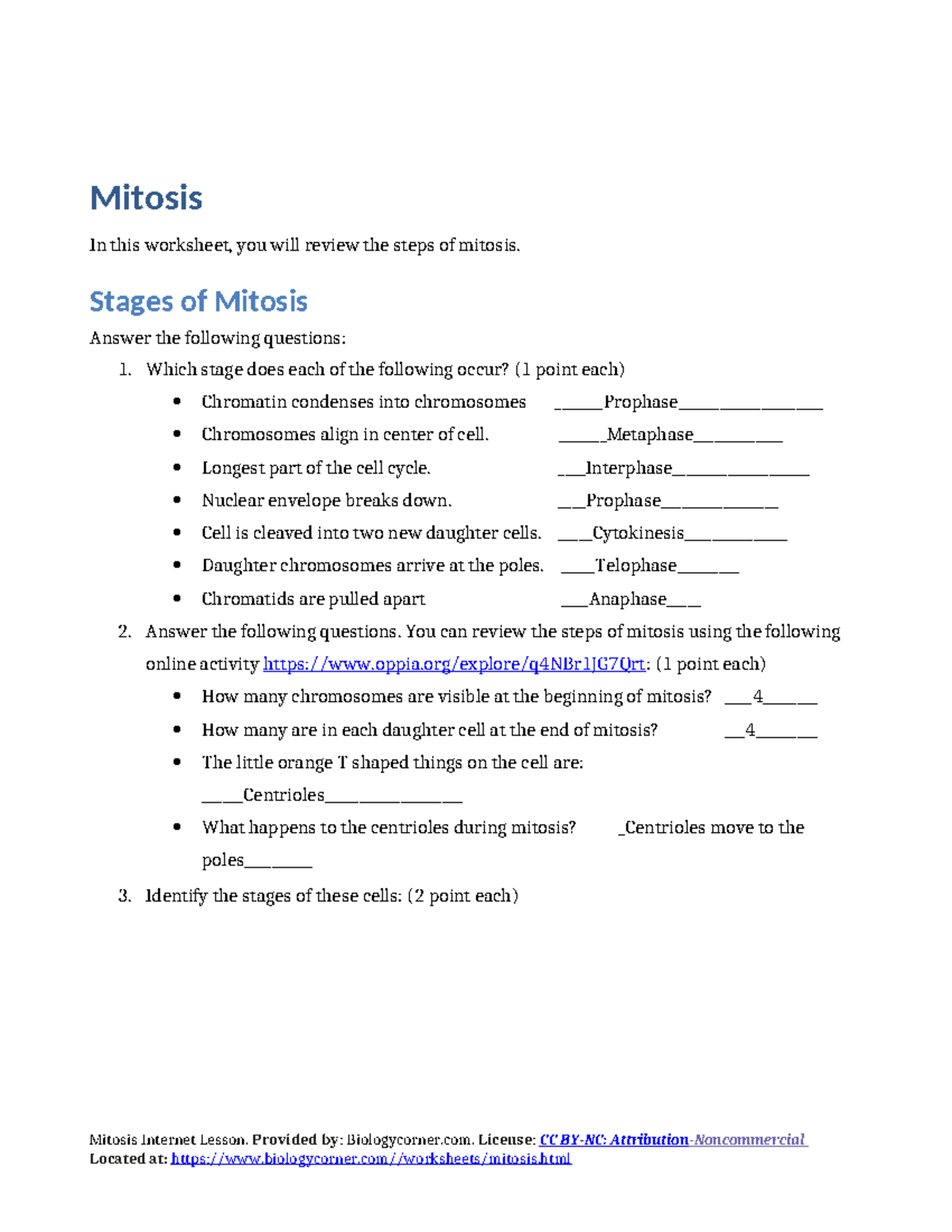 Lab 8 Mitosis Worksheet: Stages & Key Concepts Review - Studocu