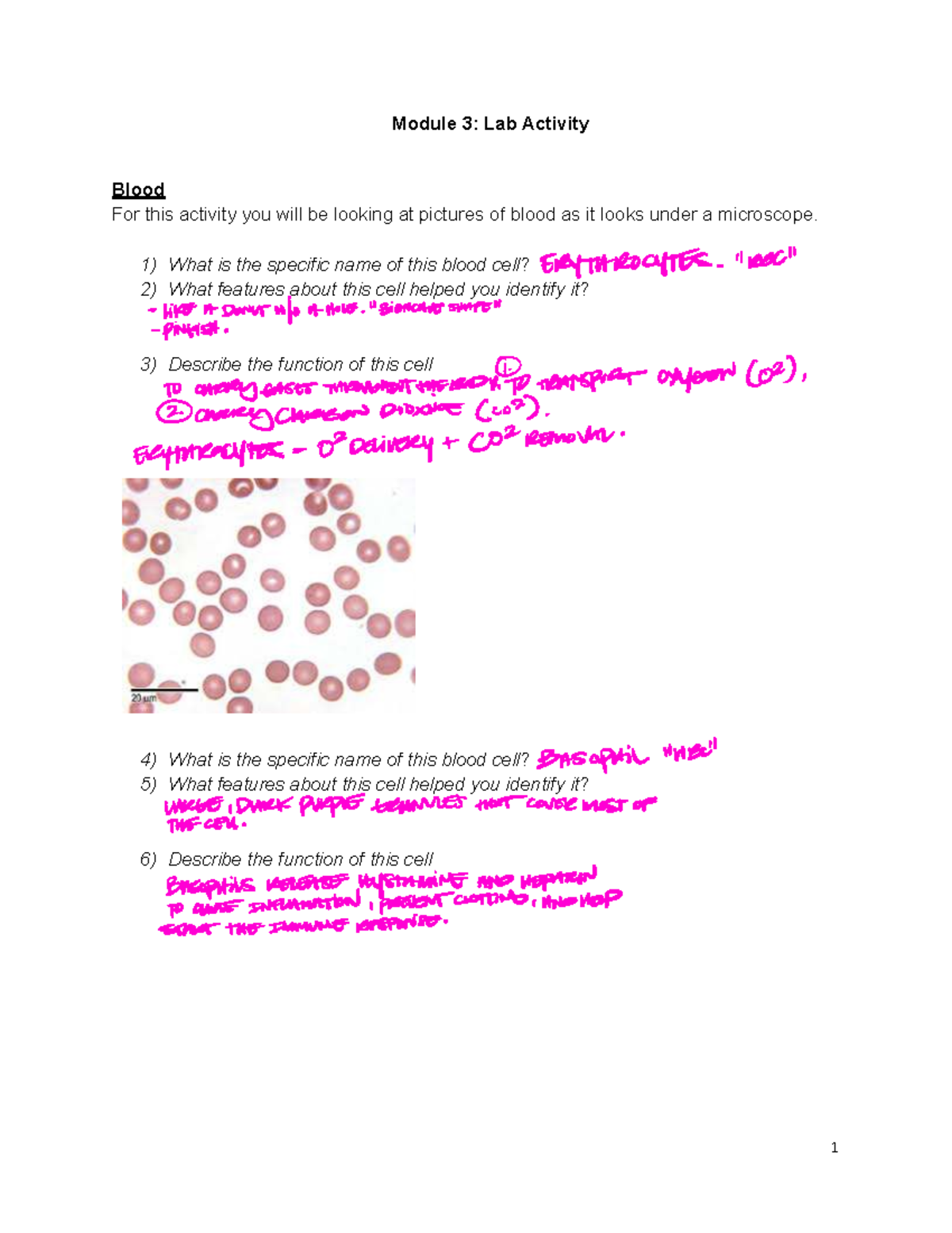 Module 3: Lab Activity on Blood Cells Identification - Studocu
