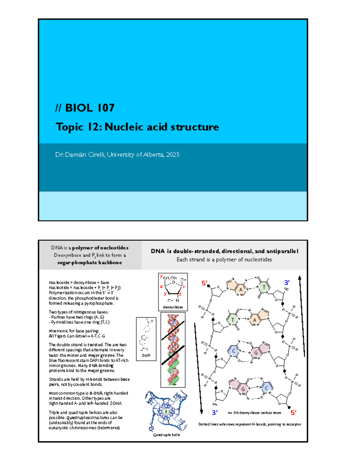 BIOL 107 - Final Exam Notes on Nucleic Acids Structure and Function ...