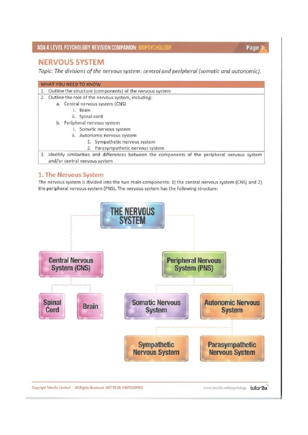 AQA A Level Psychology: Biopsychology Revision Notes & Nervous System ...