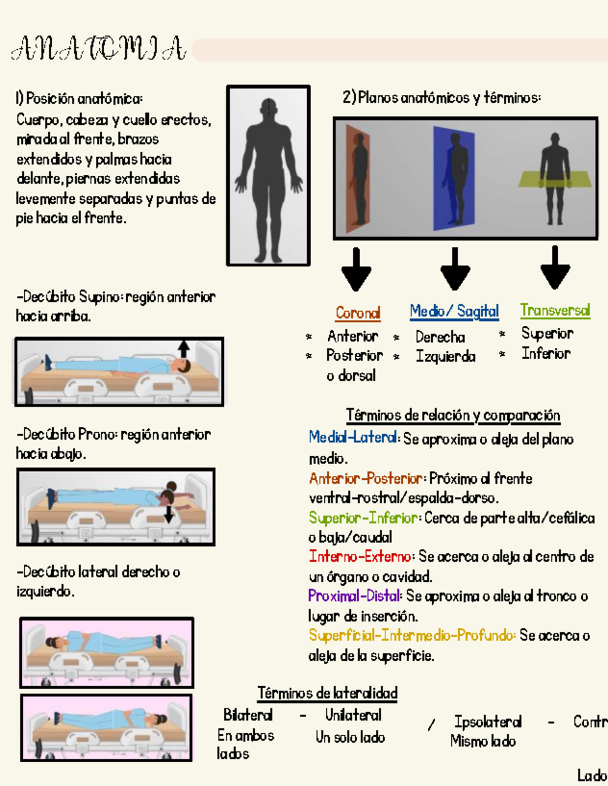 ANATOMÍA 2: Planos Anatómicos y Términos de Posición - Studocu