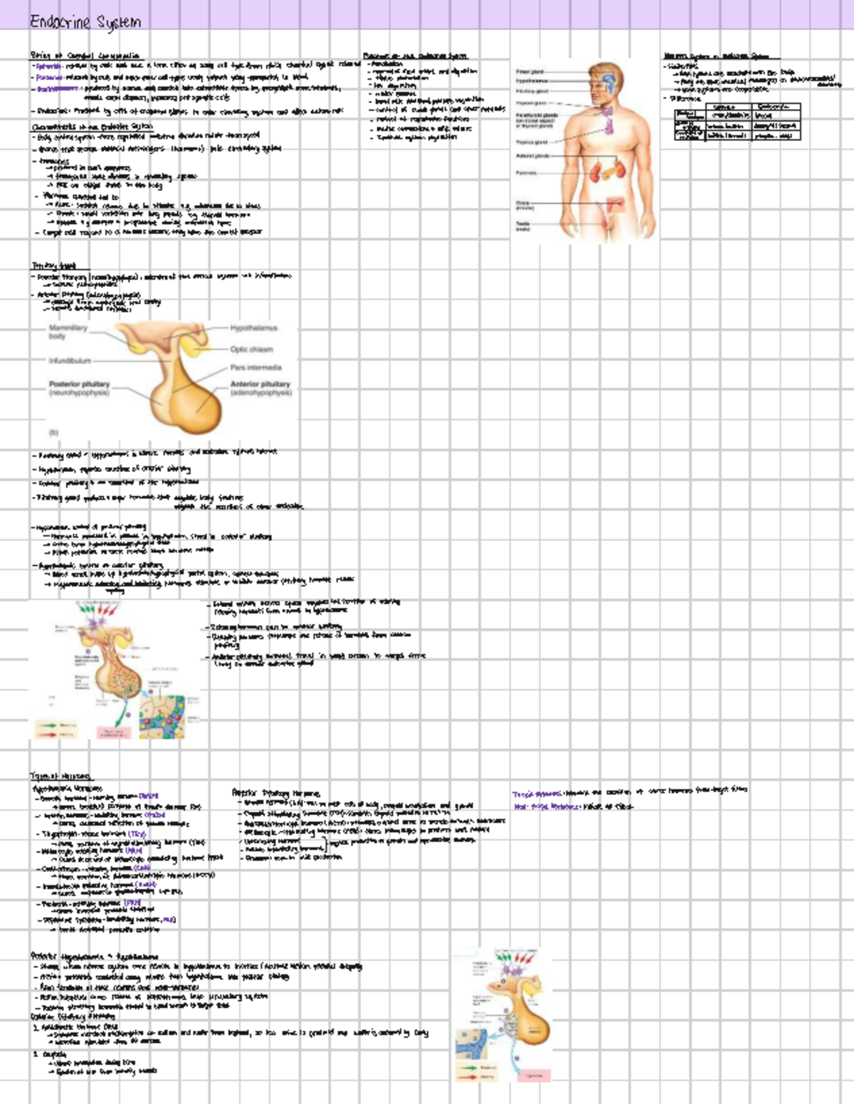 C10 Lecture Notes: Neuronormones & Pituitary Hormones Overview - Studocu