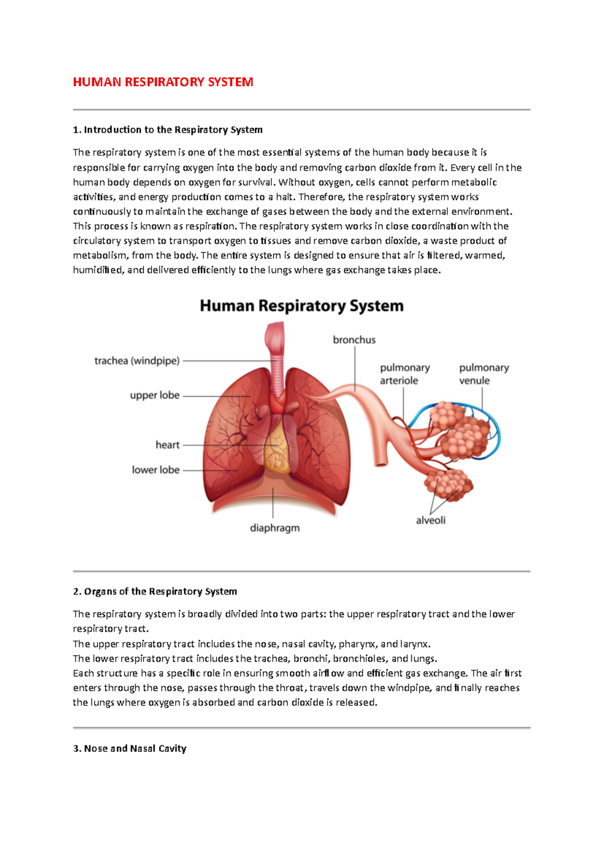 HUMAN RESPIRATORY SYSTEM: Overview and Key Functions - Studocu