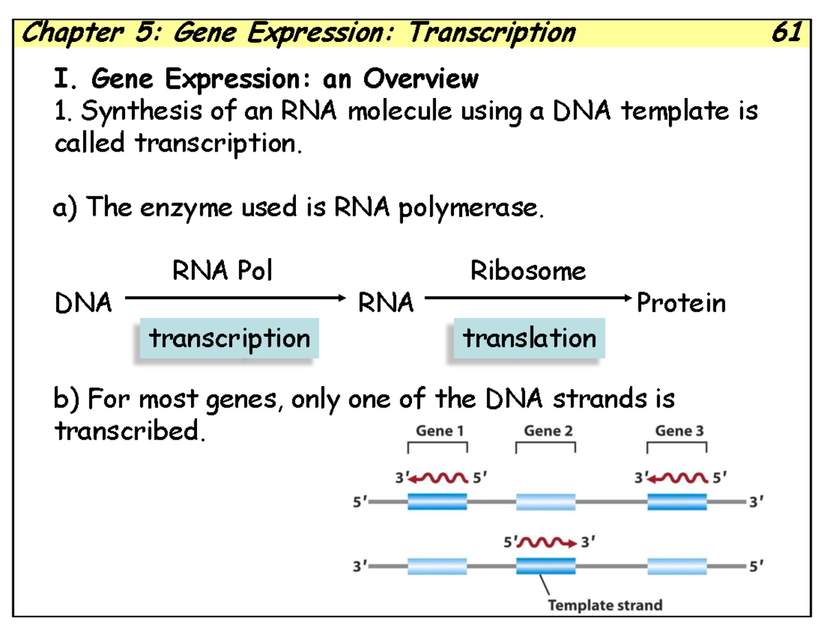 Gene Expression: Transcription Overview - Chapter 5 Notes - Studocu