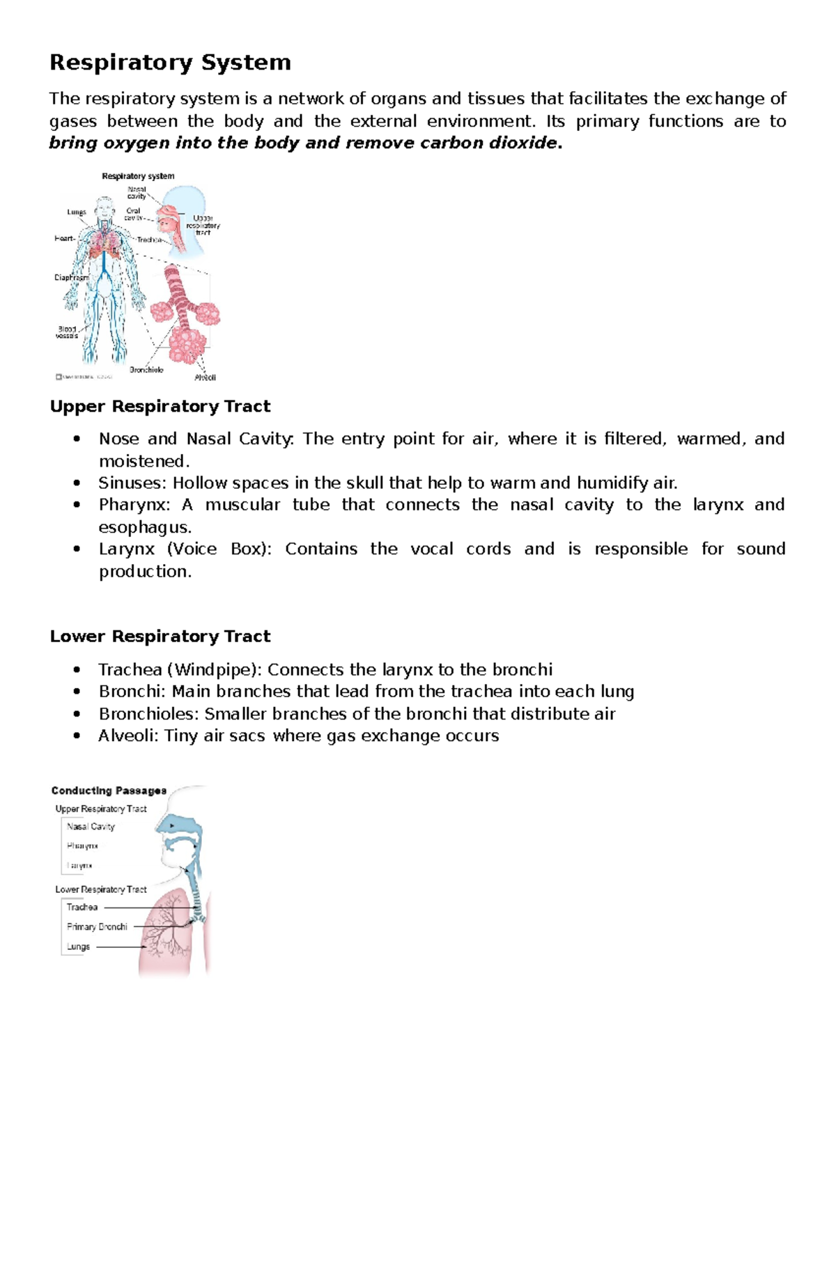 Respiratory System Overview: Anatomy and Functions - Studocu