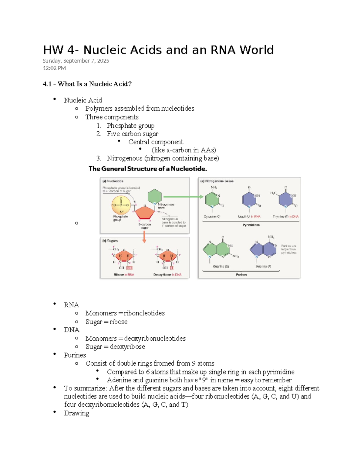 HW 4: Nucleic Acids and RNA Structure & Functions Overview - Studocu