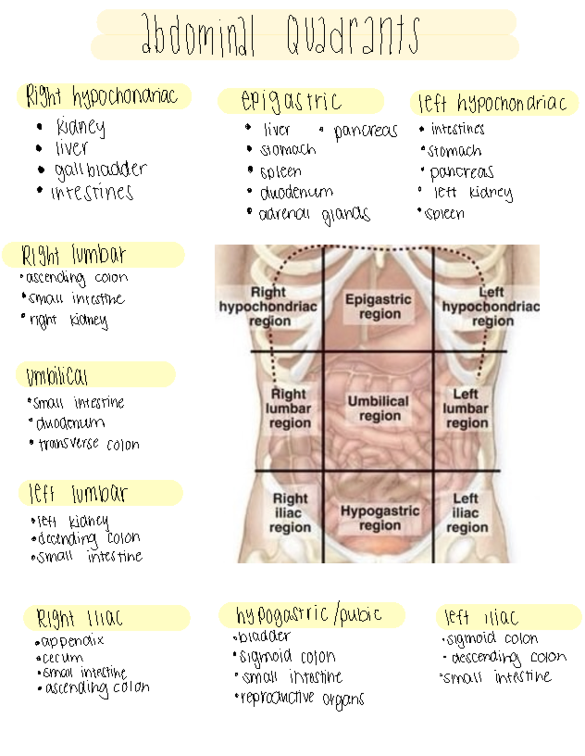 Anatomy And Physiology 3 - abdominal Quadrants Right hypochonariac ...