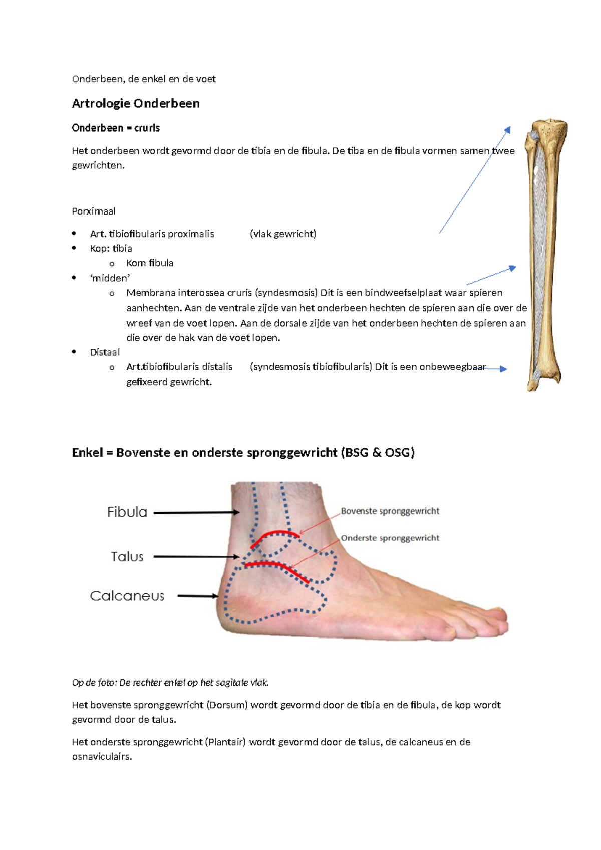 Artrologie Onderbeen en Enkel: Anatomie en Bewegingen (Cursuscode ...