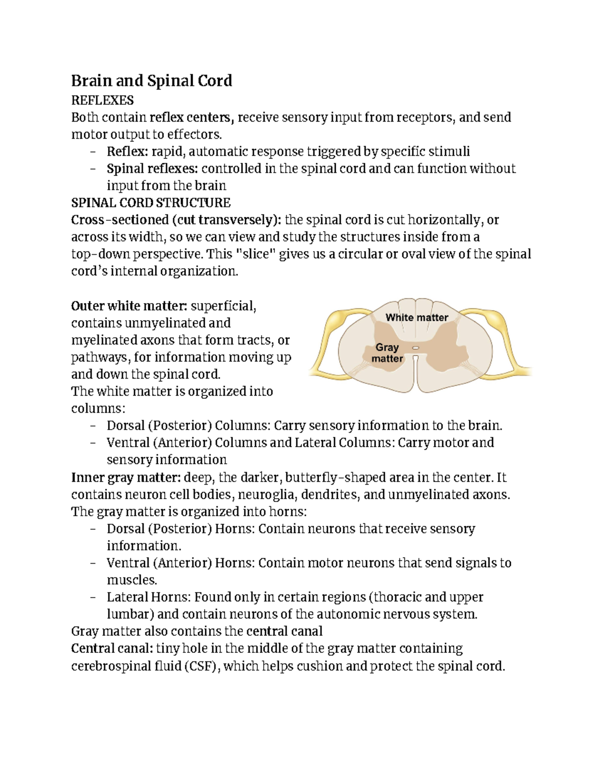 Anatomy of Brain & Spinal Cord: Structure & Function Overview - Studocu