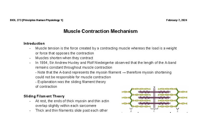 BIOL 273 Human Physiology: Muscle Contraction Mechanism Overview - Studocu