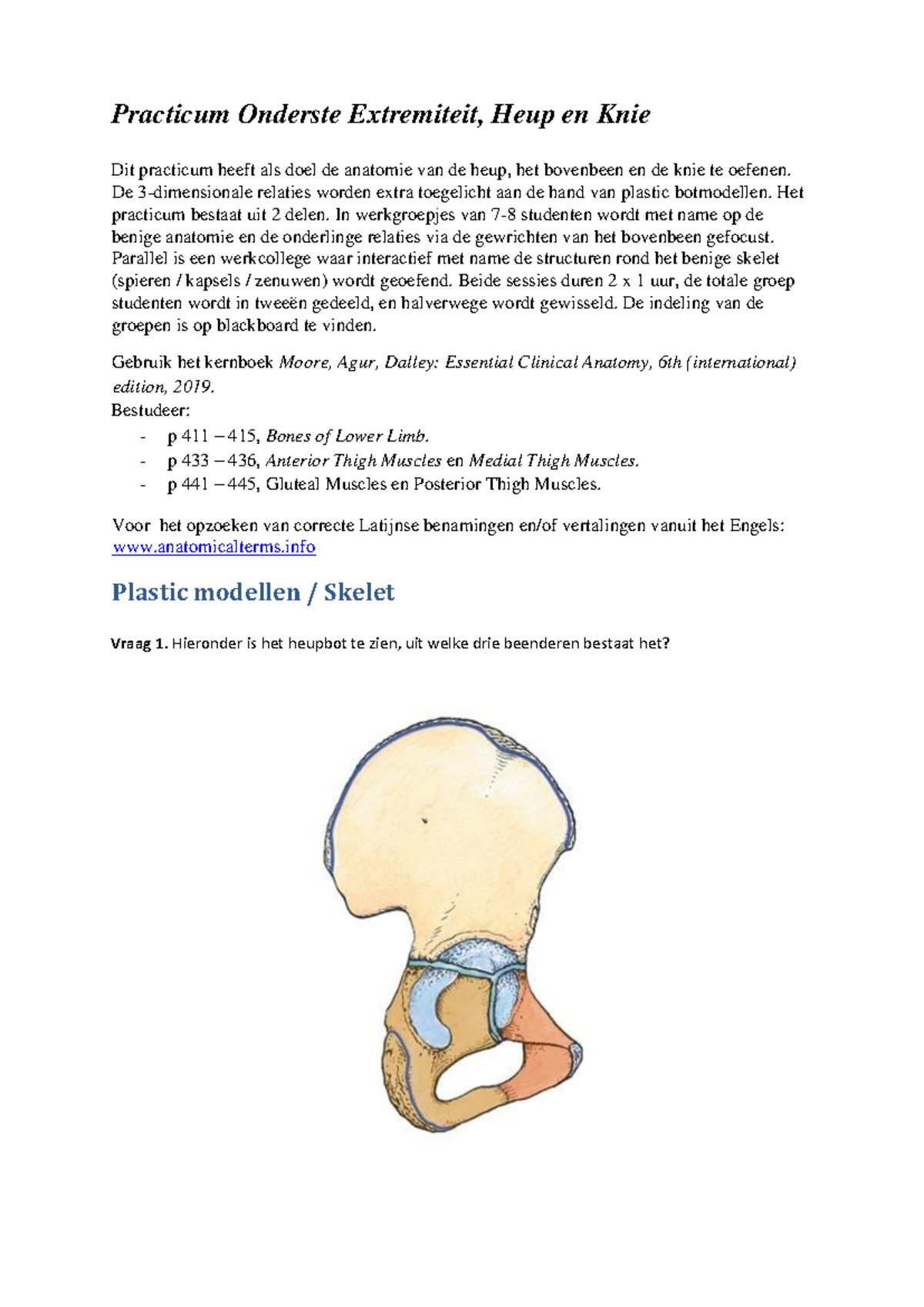 Practicum P5: Anatomie van Heup en Knie - Onderste Extremiteit ...