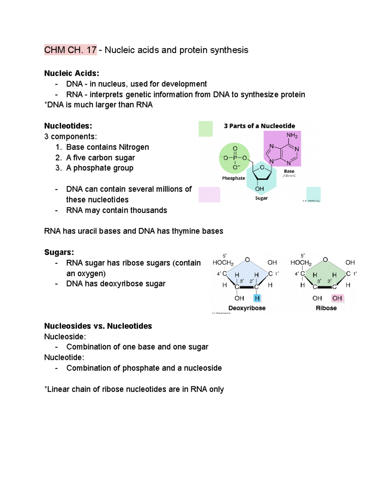 CHM 131 Chapter 17 - Nucleic Acids & Protein Synthesis Notes - Studocu