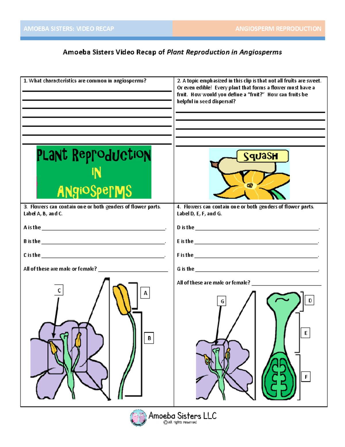 Amoeba sisters - Plant Reproduction in Angiosperms - AMOEBA SISTERS ...