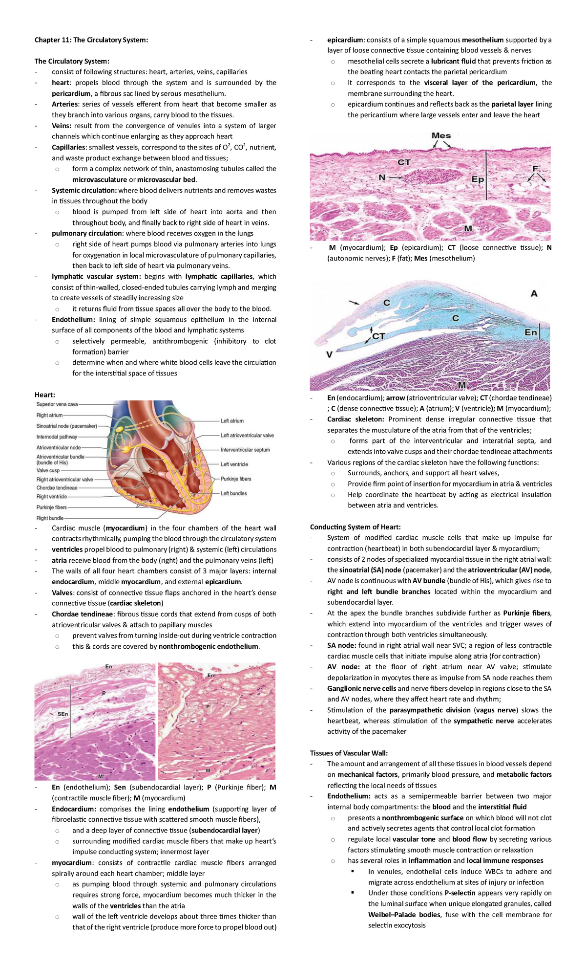 Chapter 11: The Circulatory System Overview and Key Structures - Studocu