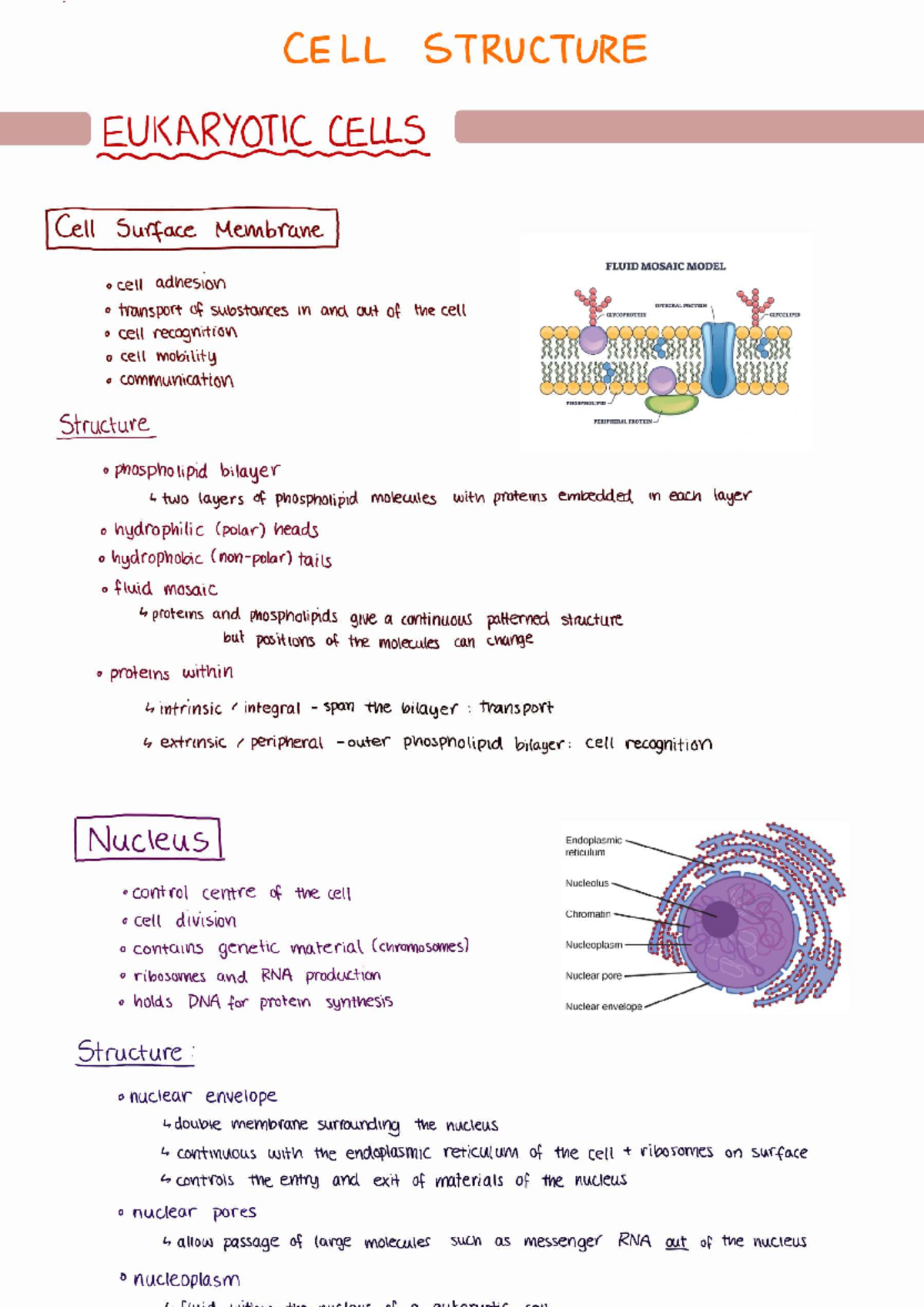 Cells Notes - Topic 2: Eukaryotic & Prokaryotic Cell Structures - Studocu