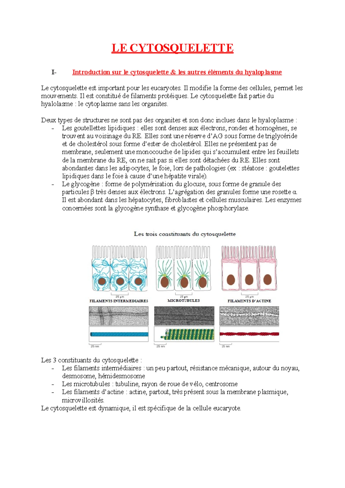Le-cytosquelette- Cours - Biologie cellulaire 2 Chapitre I : Le ...