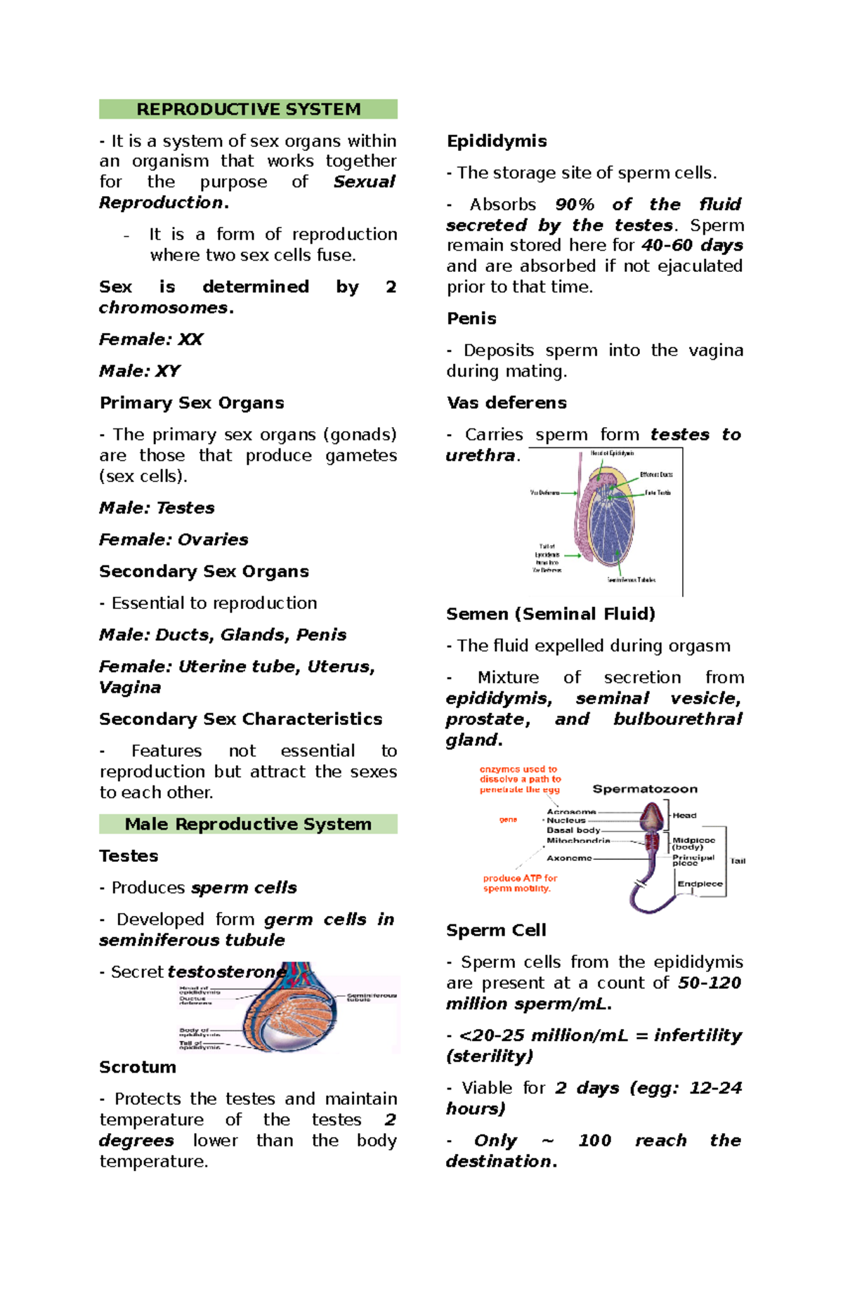 BIO Notes - REPRODUCTIVE SYSTEM It is a system of sex organs within an ...