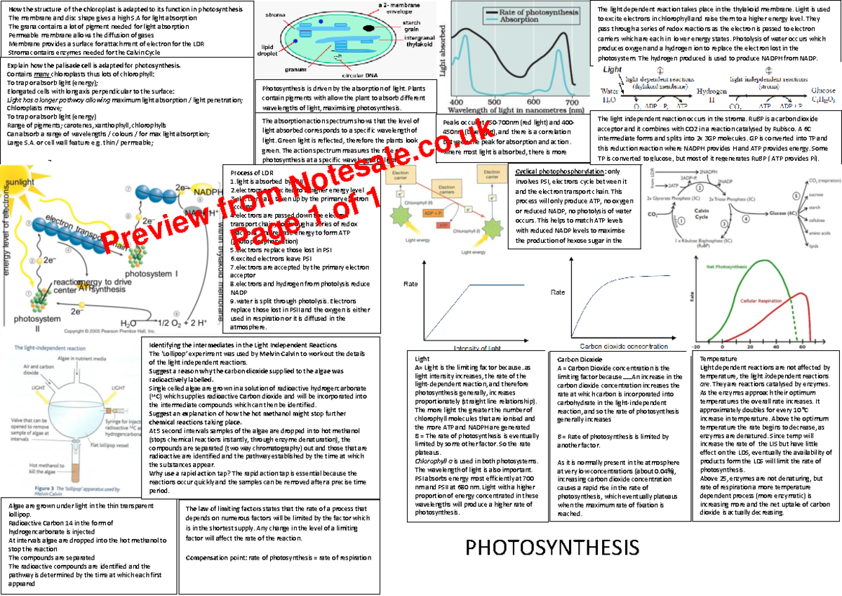 Photosynthesis Adaptations and Processes - Bio 101 Lecture Notes - Studocu