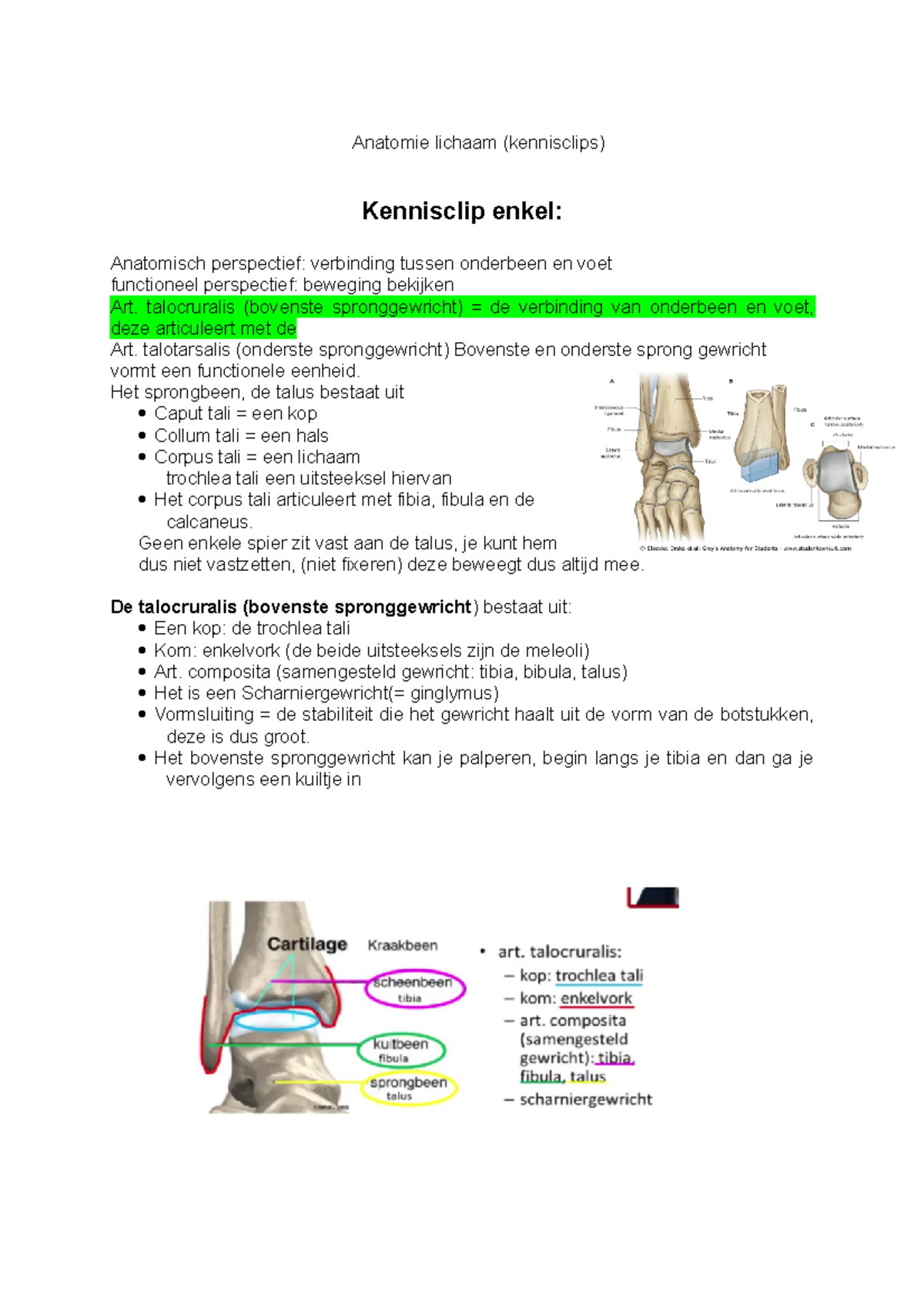 Kennisclip Anatomie Enkel en Knie: Verbindingen en Functies - Studeersnel