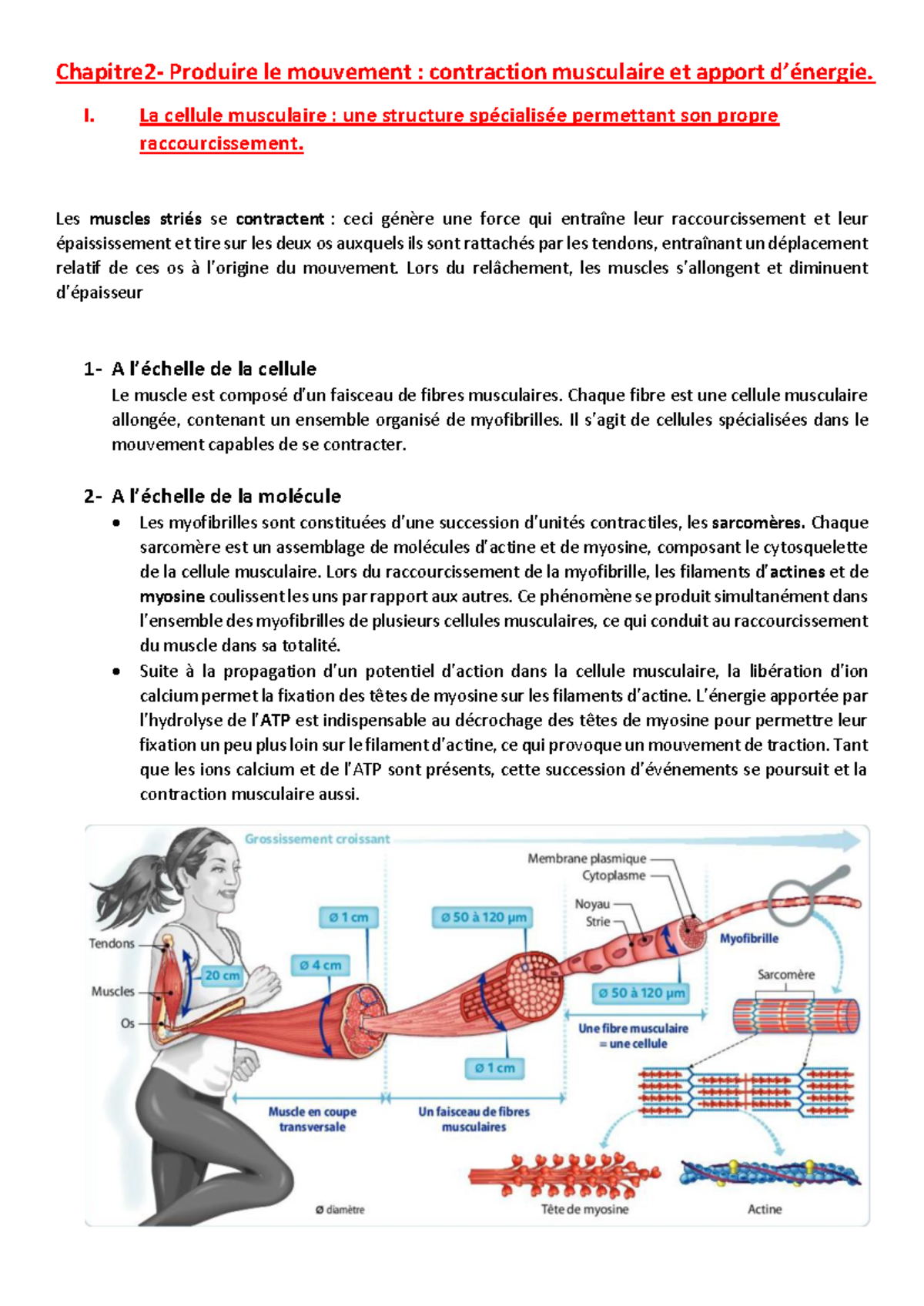 Chapitre 2 - Contraction Musculaire et Énergie dans le Mouvement - Studocu
