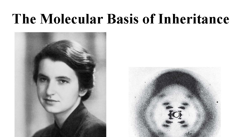 1305 Ch16 - Molecular Basis of Inheritance Review Notes - Studocu