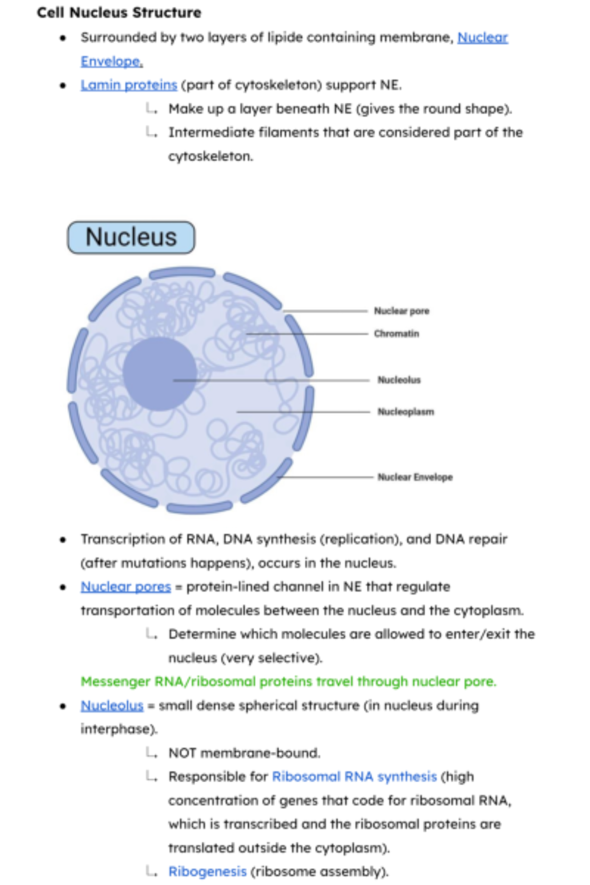 Nucleus notes - Summary Cellular and molecular biology - Cell Nucleus ...