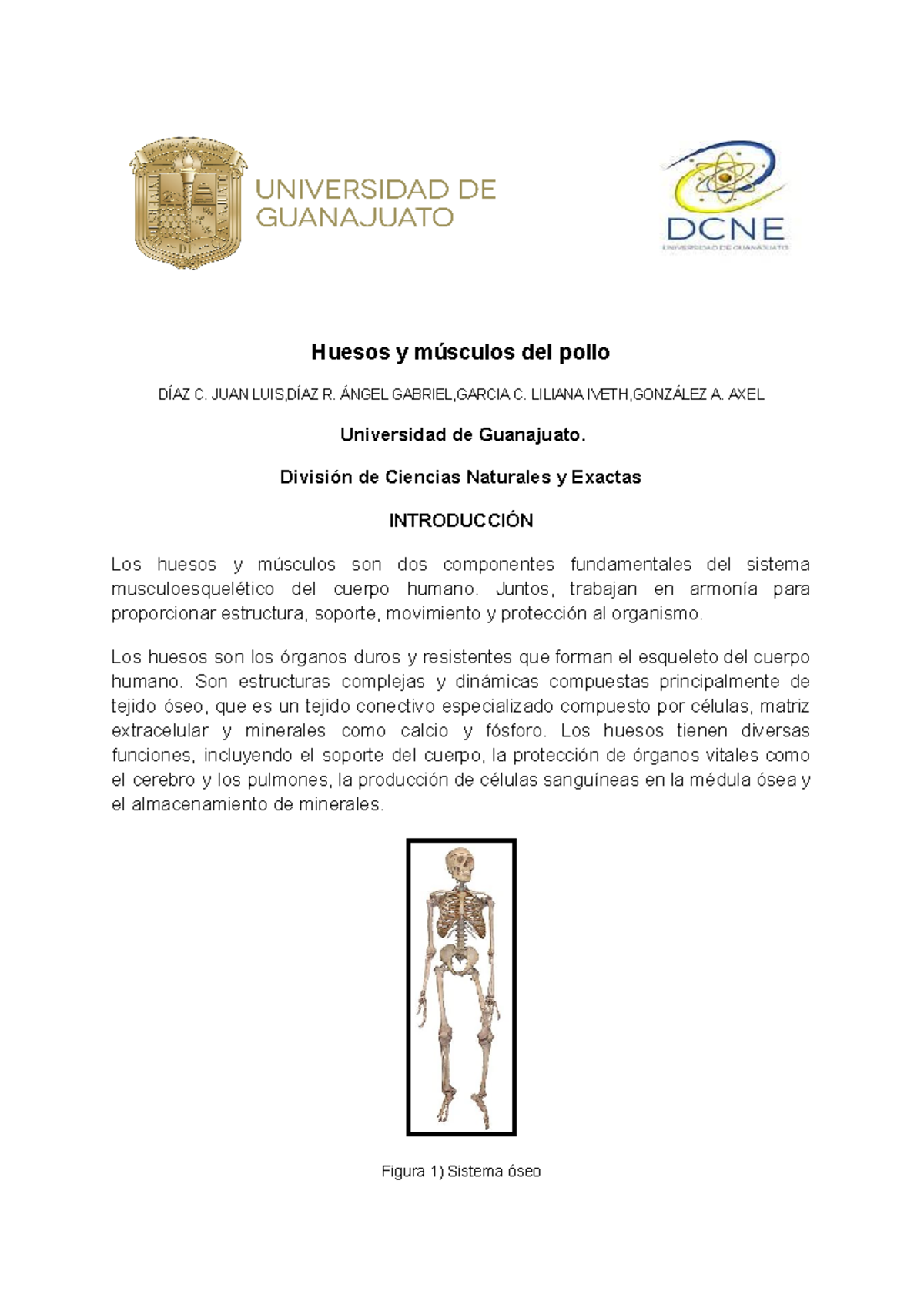 Reporte 10: Anatomía de Huesos y Músculos del Pollo - Studocu