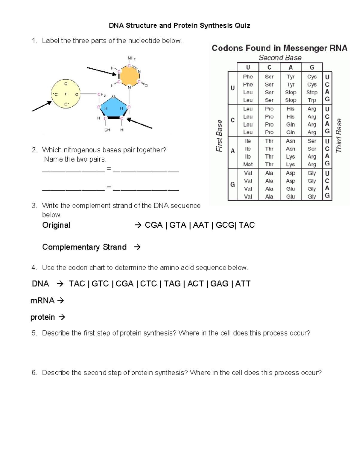 DNA Structure & Protein Synthesis Quiz 1: Nucleotides & Synthesis Steps ...